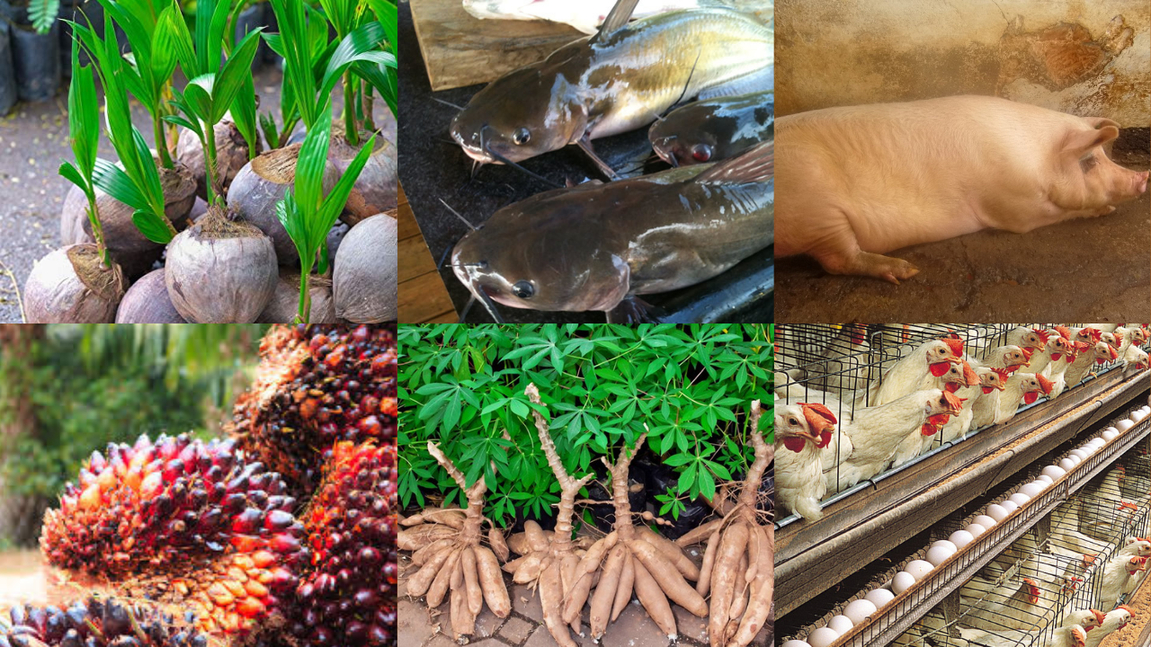 Articles - Quemems farms